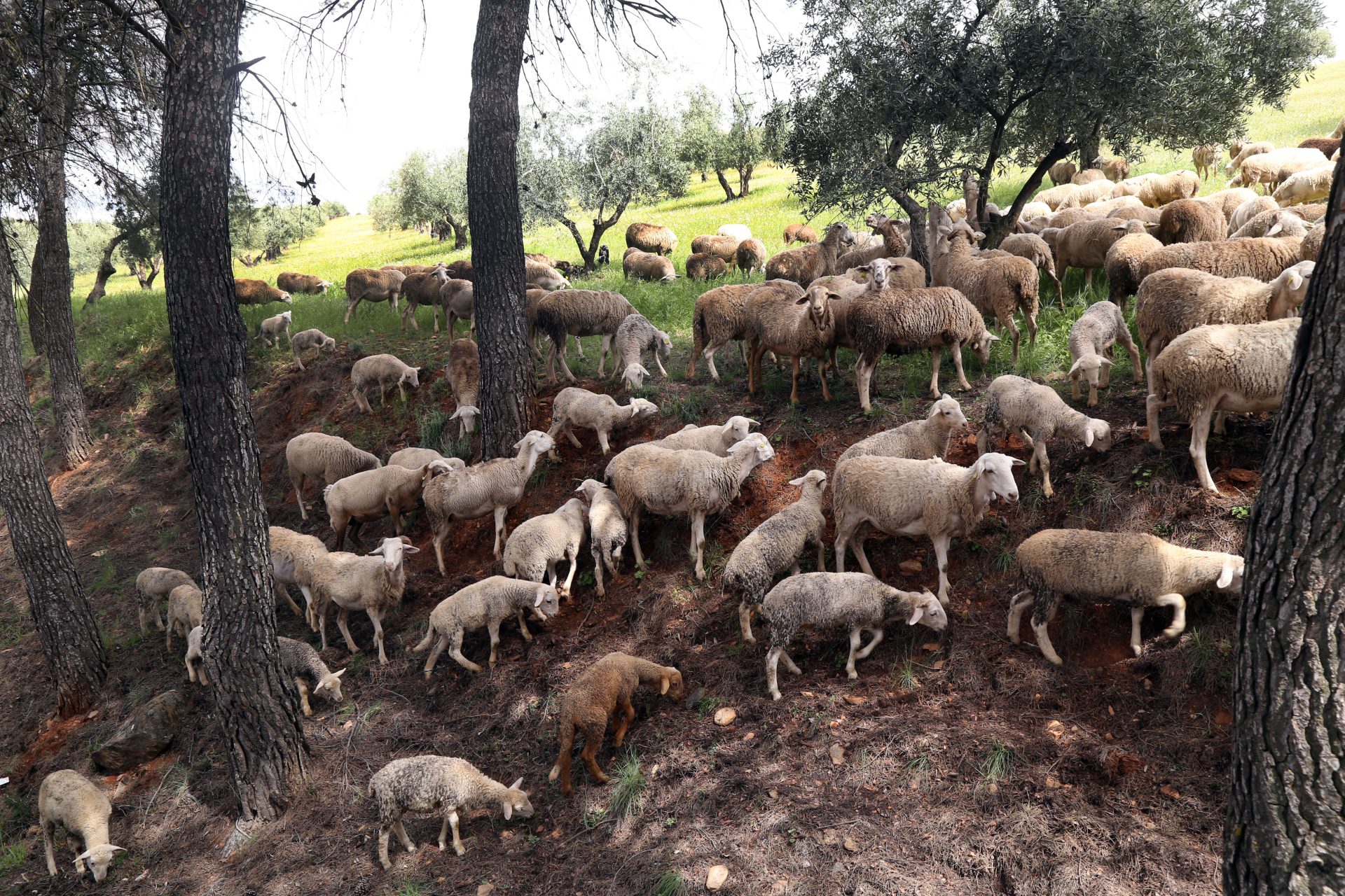 El pastoreo, oficio para aprender en Escuela de la Sierra Norte de Madrid