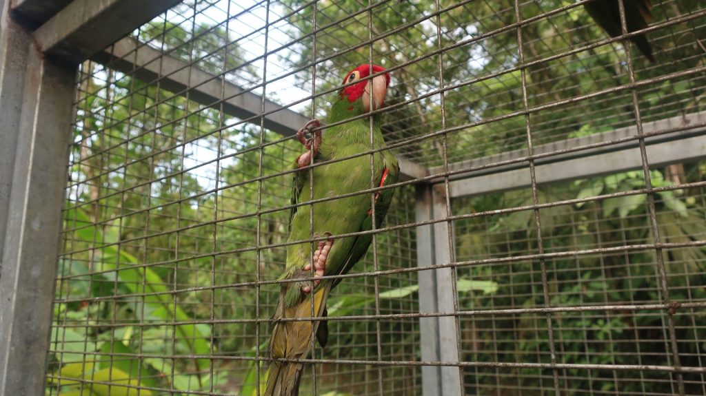 Liberan en Ecuador a loros símbolo de lucha contra el tráfico de especies
