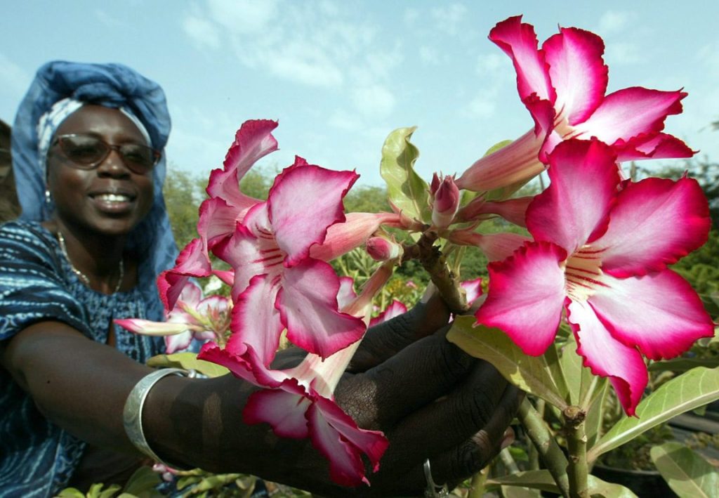 Las plantas exóticas crecen y mueren en ciclos para invadir nuevas ...