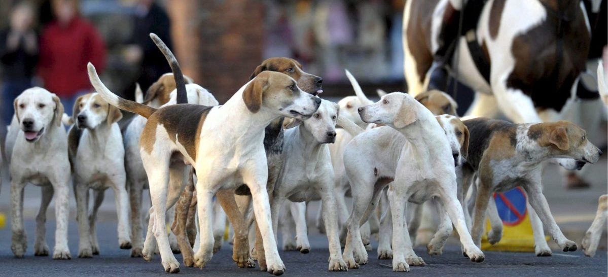 Rescatan a 166 perros en Puerto Rico y los trasladan a EEUU para ...