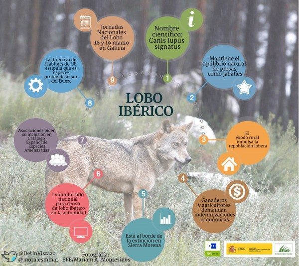Éxodo rural y conservacionismo, bazas para la recuperación del lobo ...