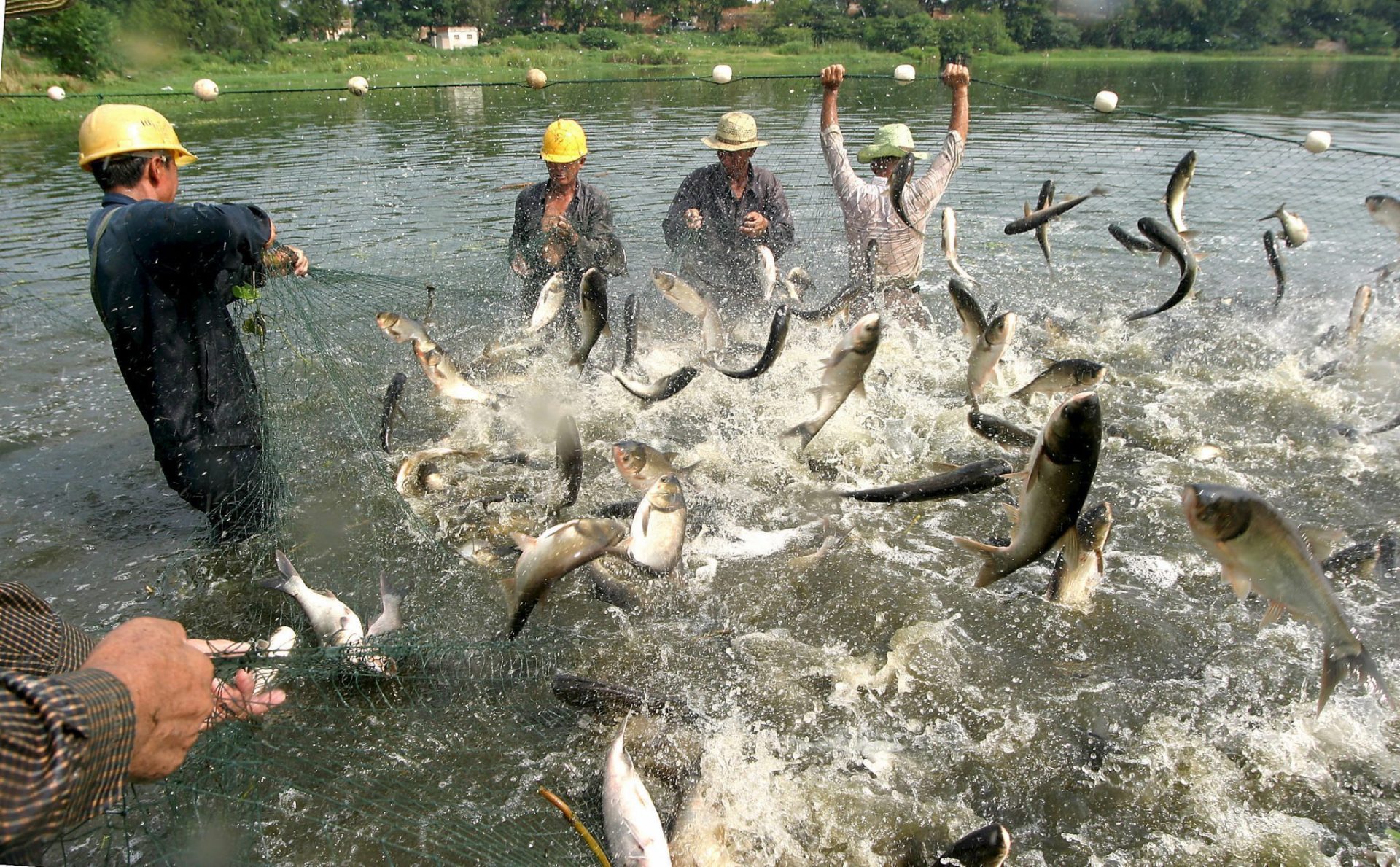 La UE saca "tarjeta amarilla" contra la pesca ilegal a cuatro Estados ...