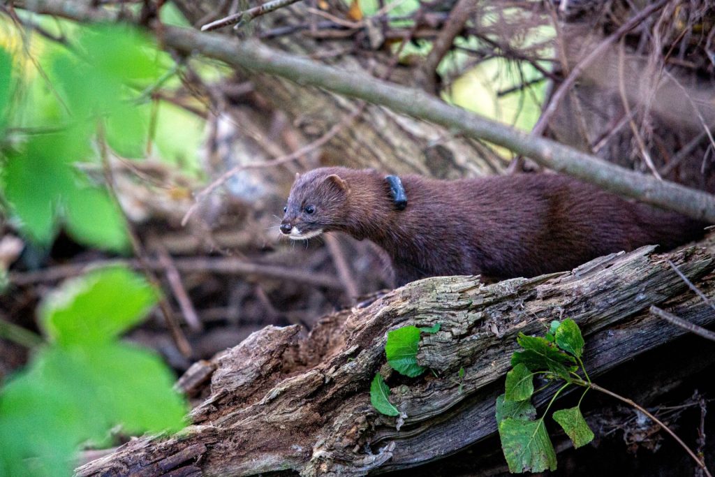 España lucha por conservar el visón europeo, en peligro crítico de ...