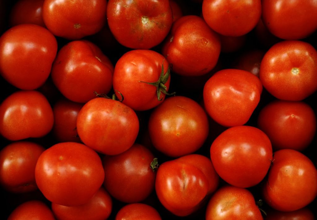 El tomate emite un aroma que protege los cultivos de bacterias