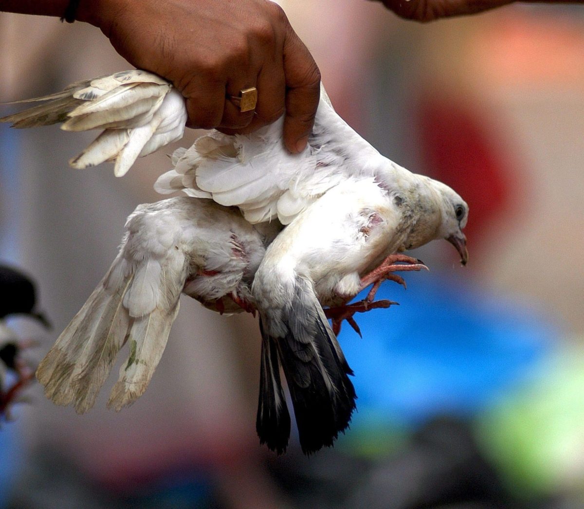 Ecologistas denuncian apedreamiento de cántaros con palomas vivas en su ...