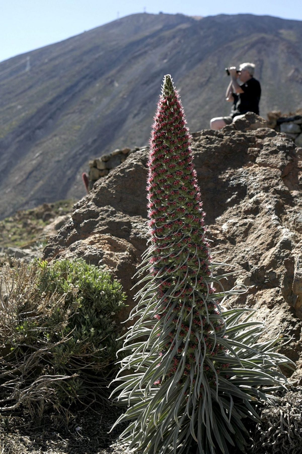 El Parque Nacional del Teide protege la flora autóctona con vallado