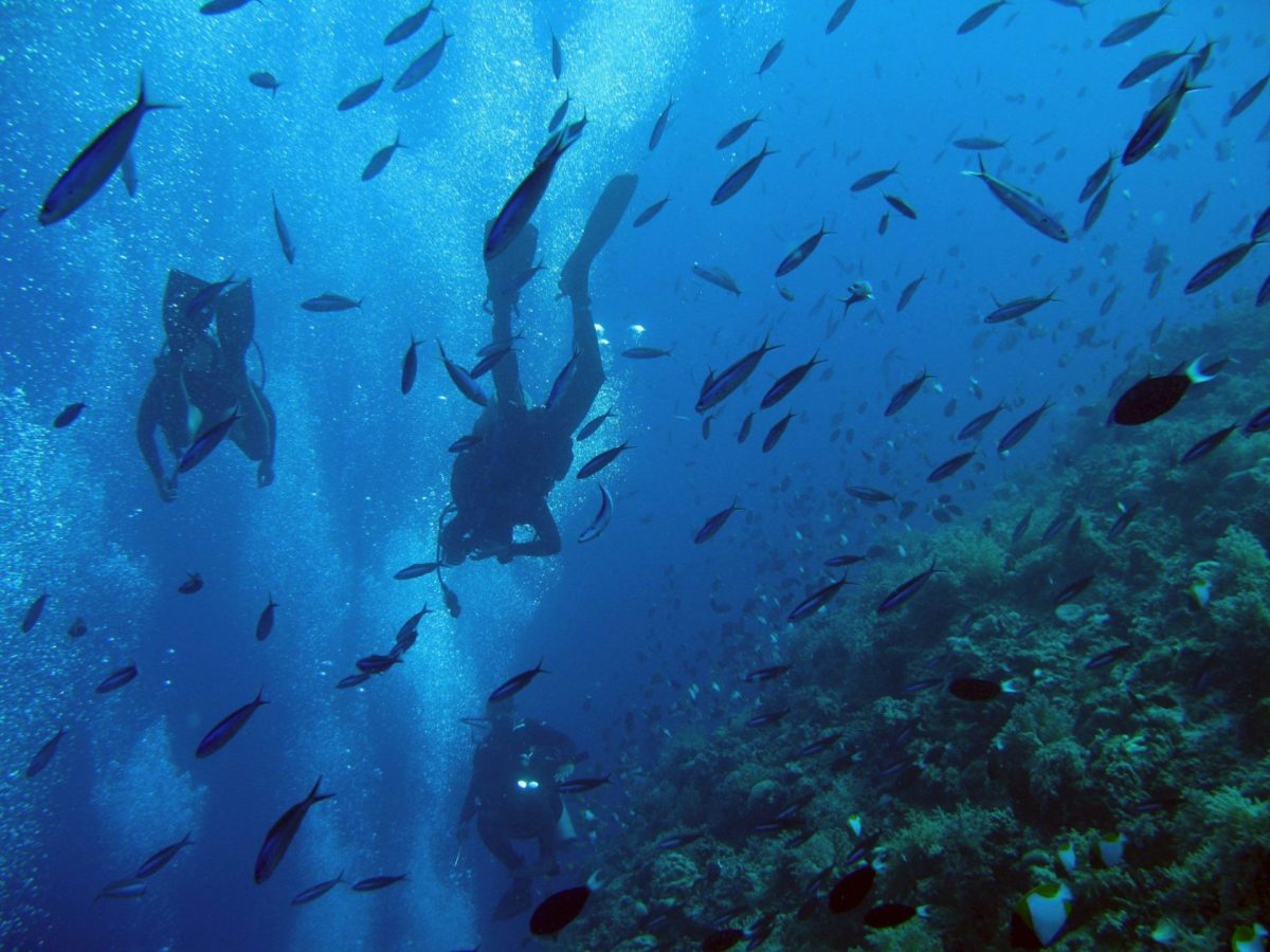 Tratado de la ONU sobre la alta mar: Un enorme paso hacia "los ...