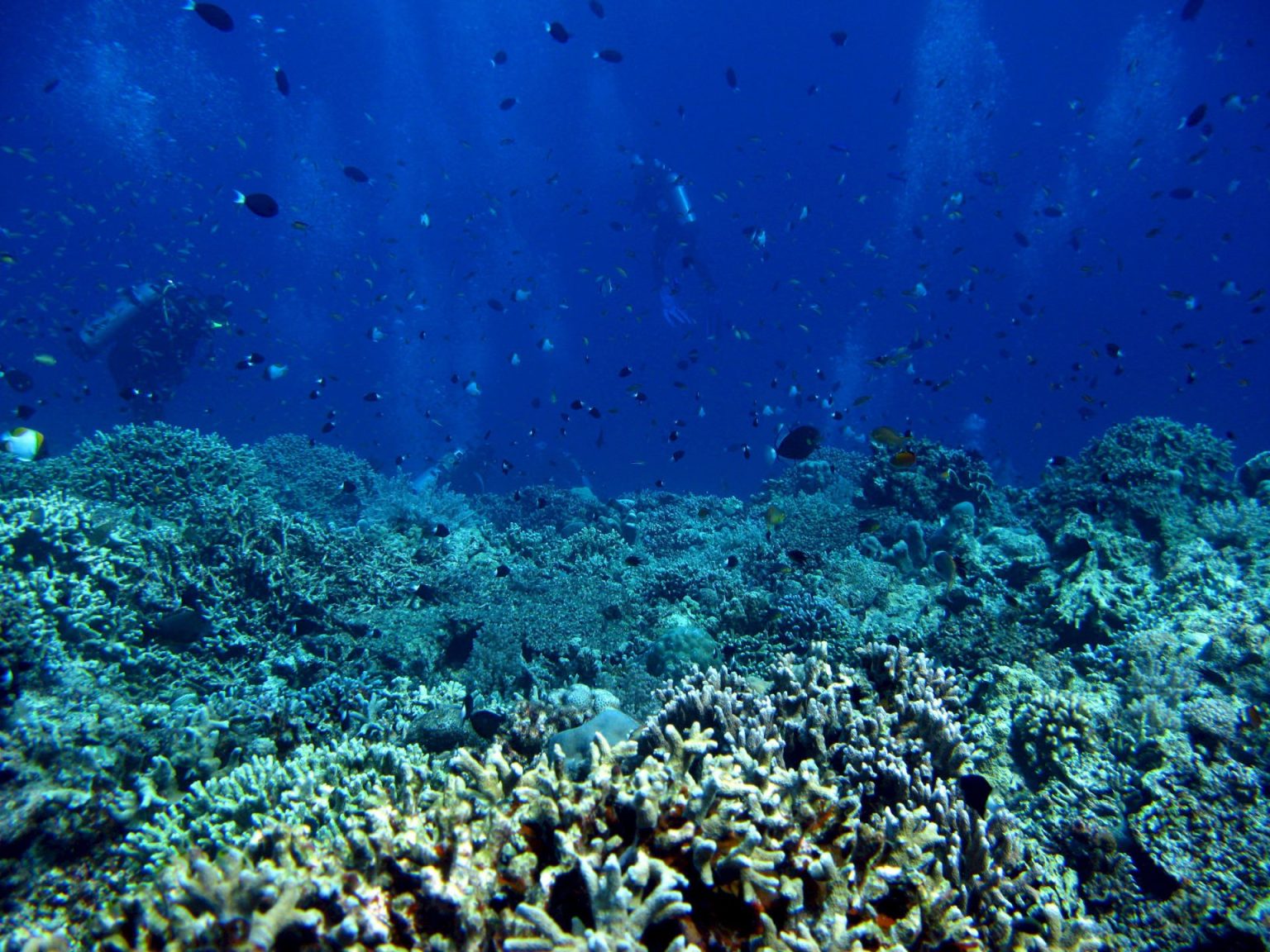 Una expedición explora 8.300 kilómetros del mar de Coral
