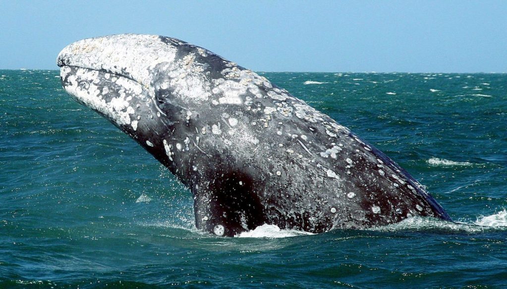 La ballena gris de Baja California Sur, un imán turístico en expansión