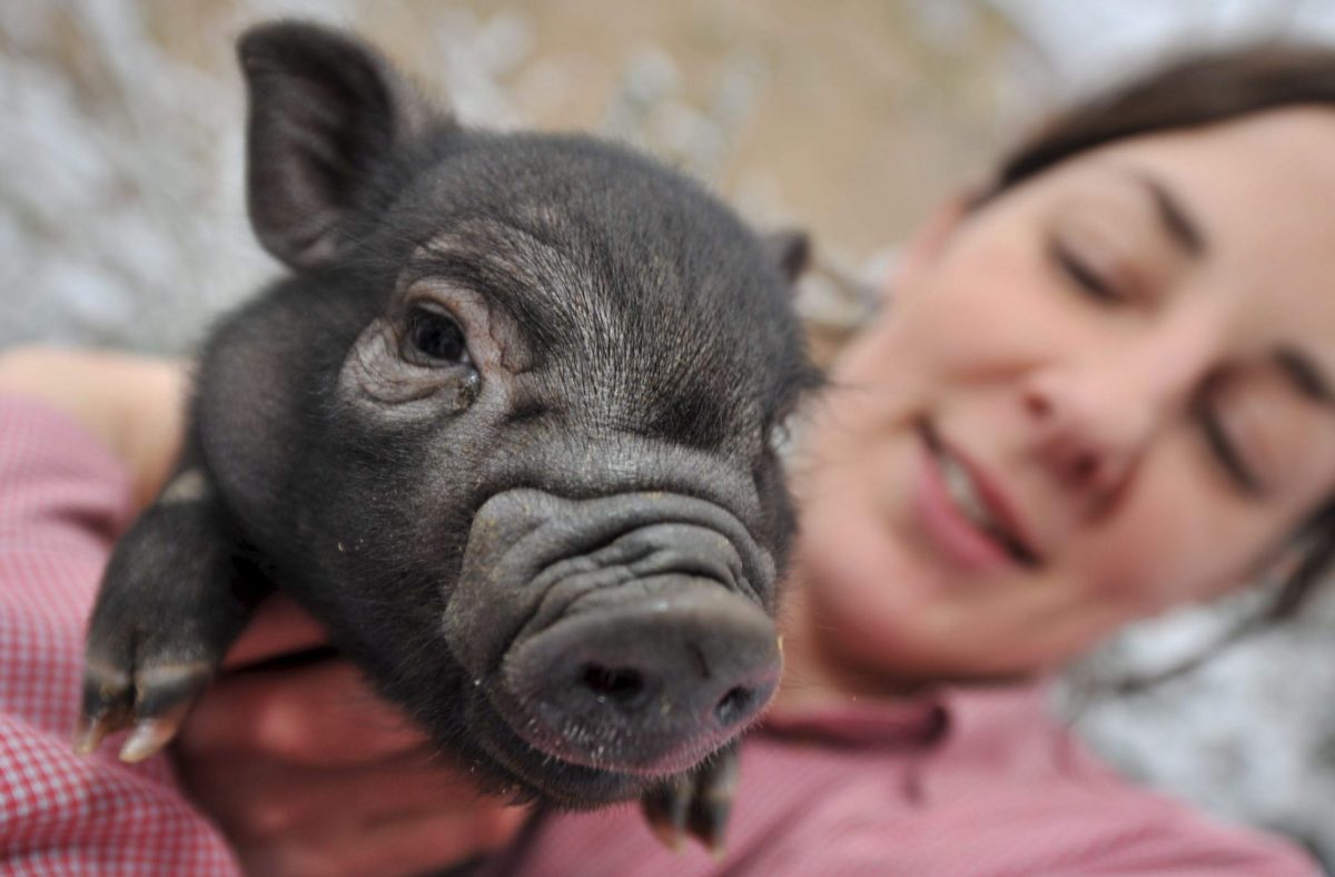 Aparecen en Collersola animales cruce de jabalí y cerdo vietnamita