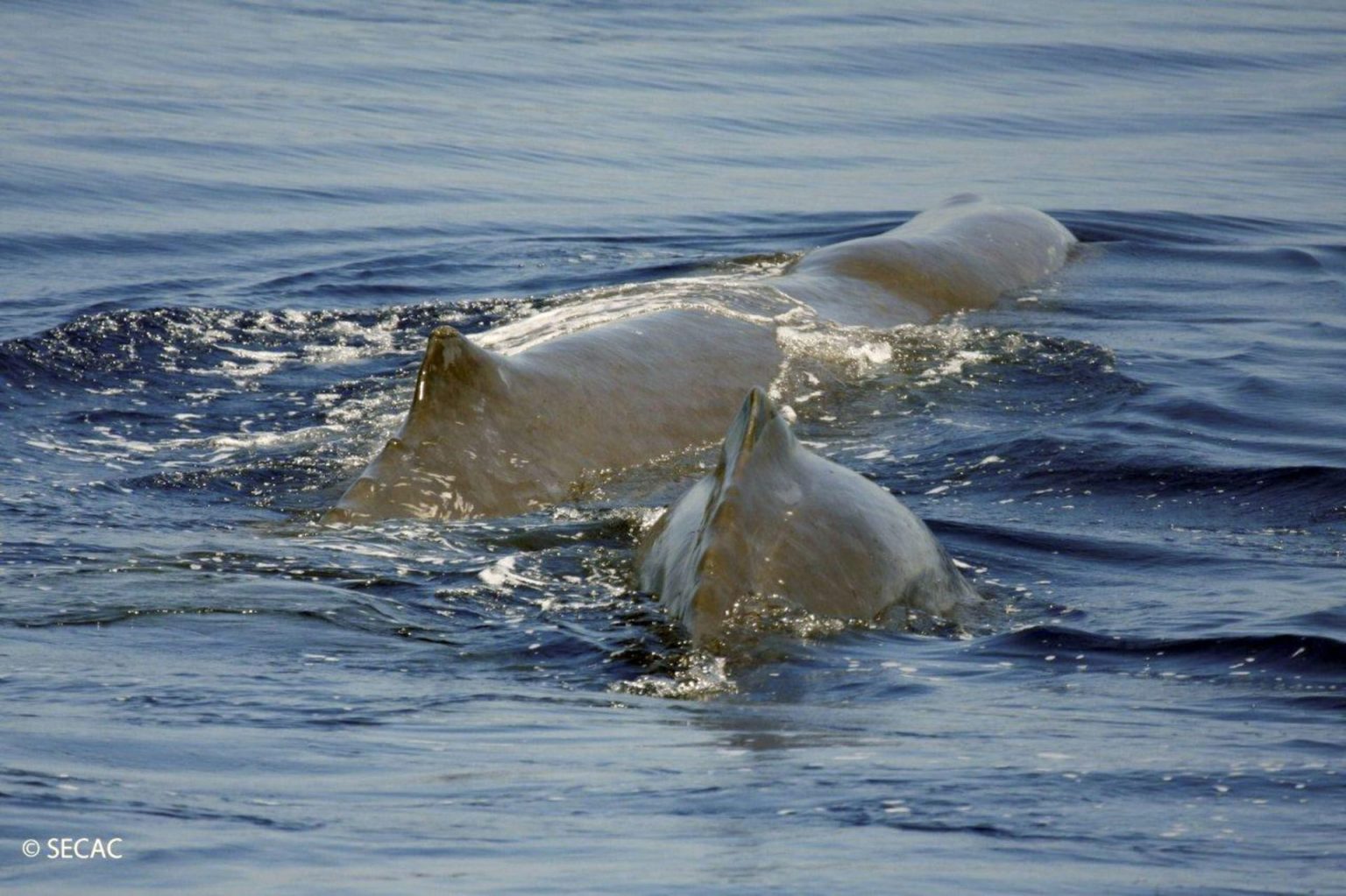 El cachalote Amanita, uno de los más fieles veraneantes del Estrecho de ...