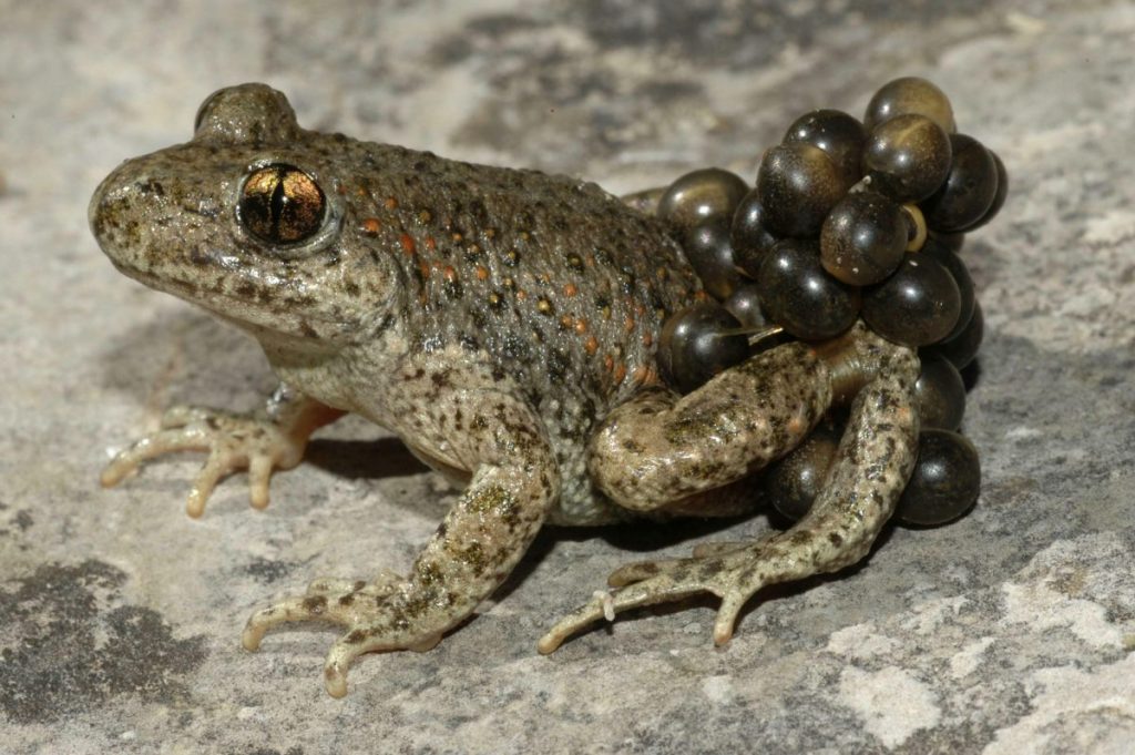 Villar del Olmo, el hábitat perfecto para el sapo partero común