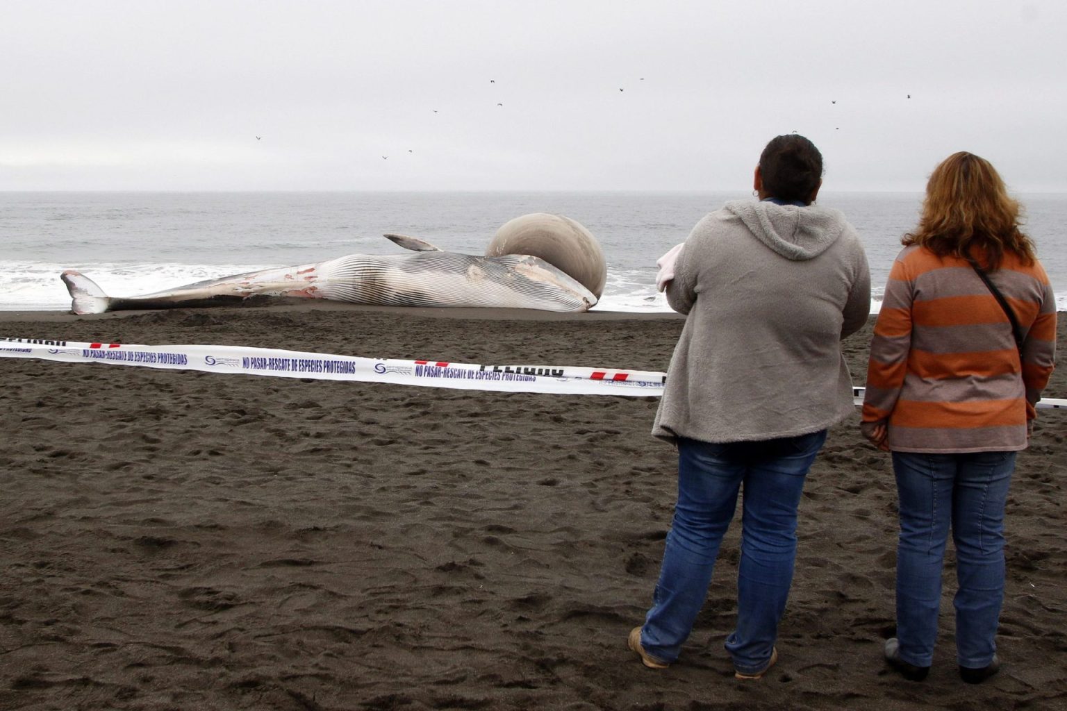 Ballena varada con gran protuberancia causa asombro en la costa chilena