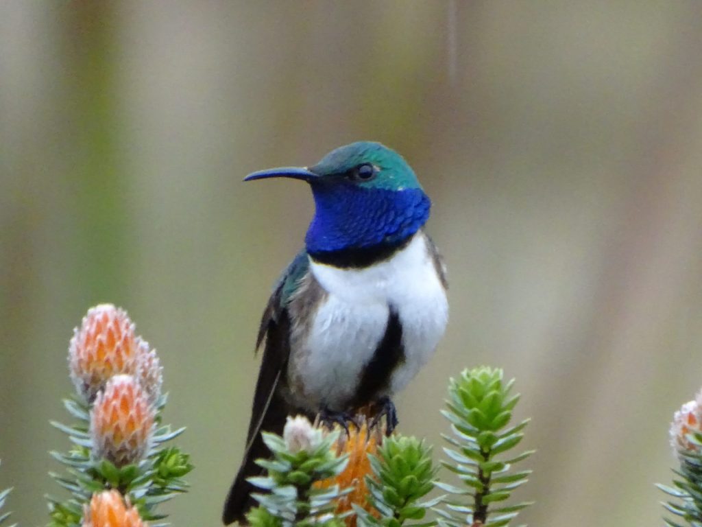 Las aves más diminutas del mundo encuentran su paraíso en Ecuador