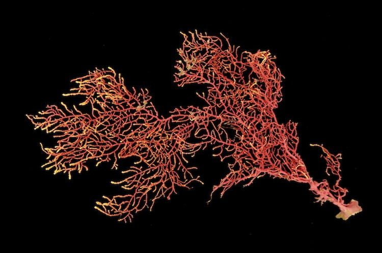 Descubren tres nuevas especies de octocoral en Panamá y Costa Rica