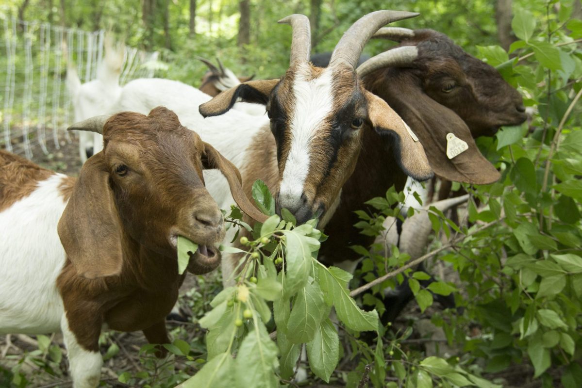 Las cabras pueden distinguir las emociones por los balidos de otras cabras