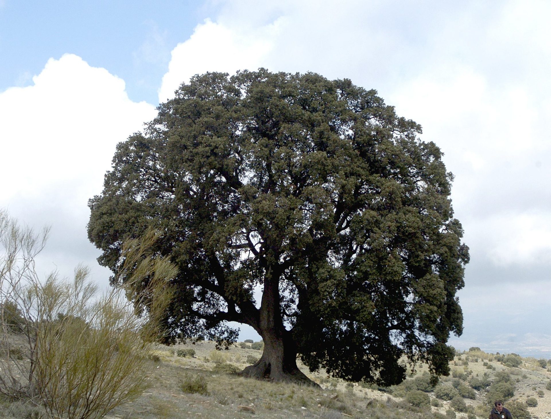 Se actúa para "retrasar" la "imparable" muerte de la encina más vieja ...