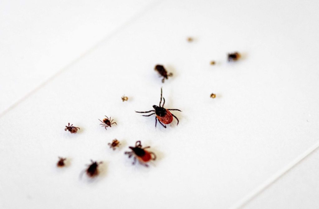 Más de 20 de las 900 especies de garrapata conocidas viven en España