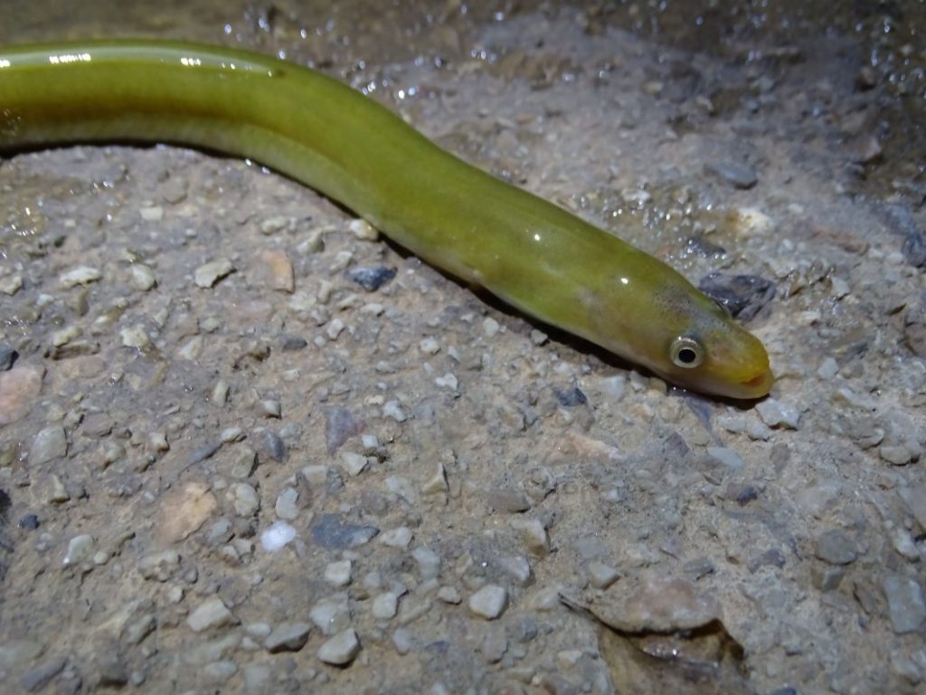 La anguila, en peligro crítico de extinción que Anse quiere recuperar
