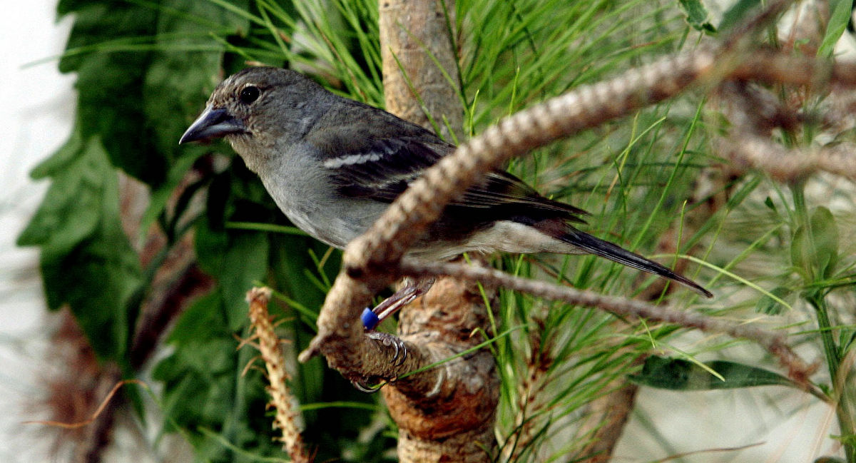 El pinzón de Gran Canaria puede desaparecer si no se amplía su hábitat