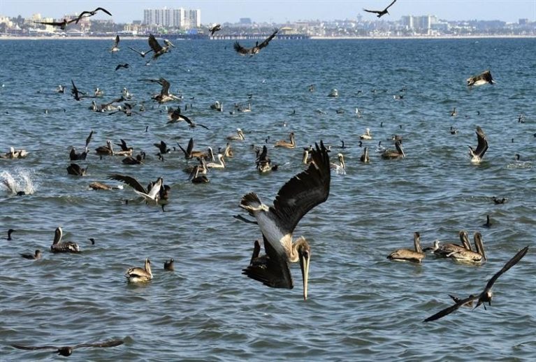 Las aves más inteligentes se estresan menos - EFEverde