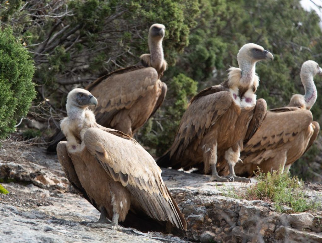La dieta de los buitres está "modelada por su cultura" y sus ...