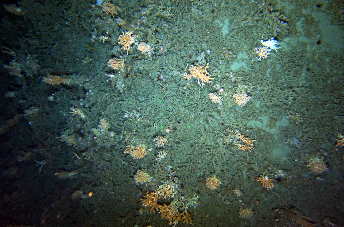 El Gobierno aprueba la ampliación de la reserva marina El Cachucho ...