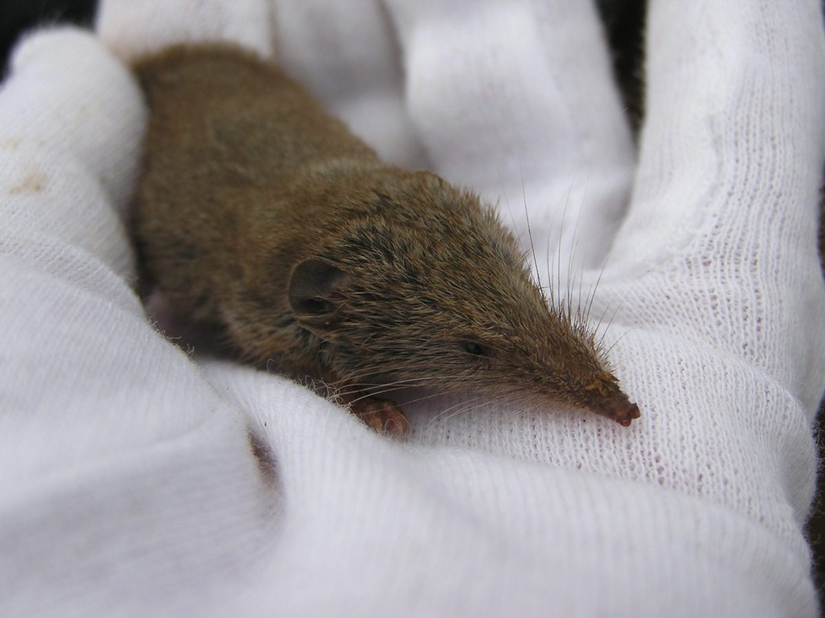 Nacen dos crías de musaraña en cautividad en Fuerteventura