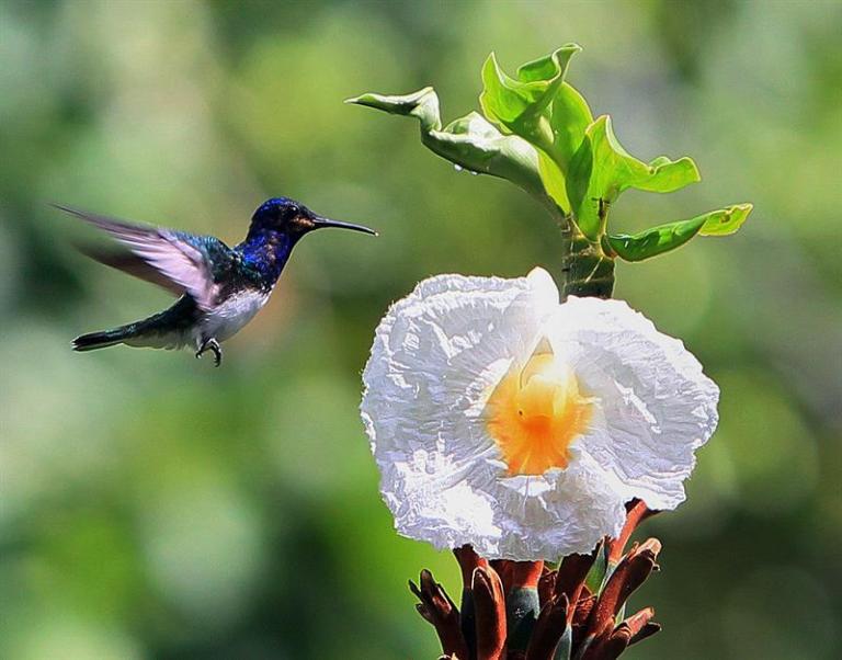 El colibrí, 22 millones de años reinventándose como especie - EFEverde