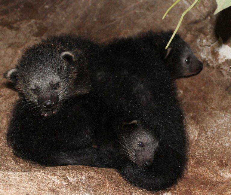 Tres crías de oso gato (binturong) nacen en Madrid