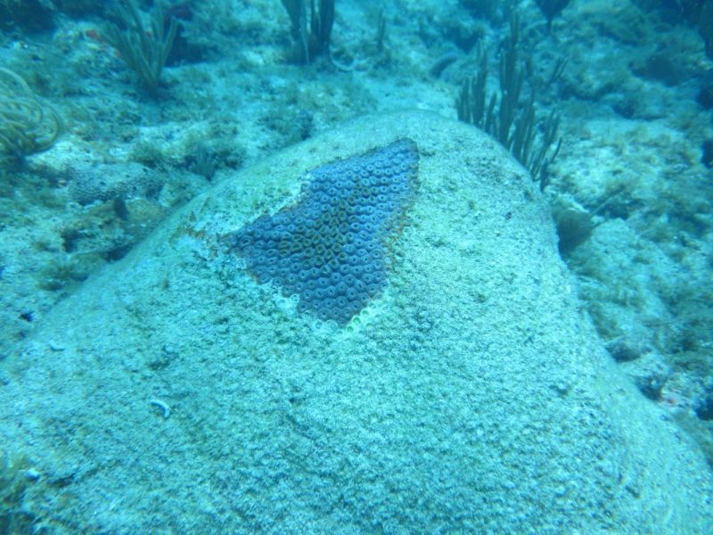 Coral City Camera descubre los secretos de los corales urbanos de Miami