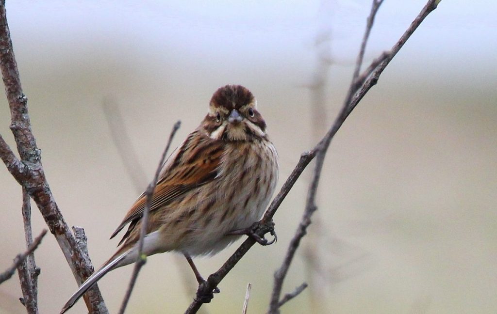 El escribano, ave ligada a la agricultura, pierde la mitad de sus ...