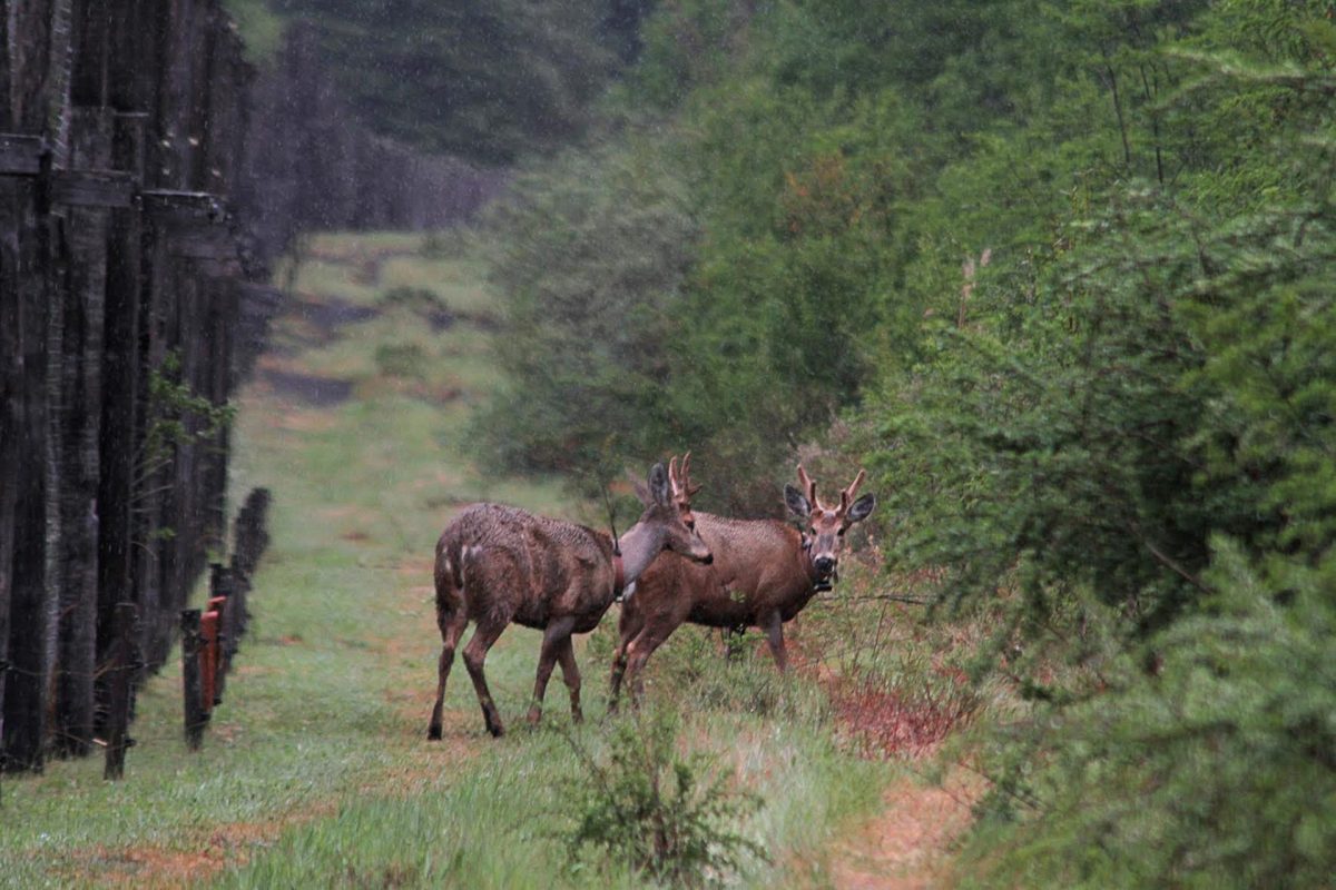 Reserva biológica chilena reintroduce huemules a su hábitat natural