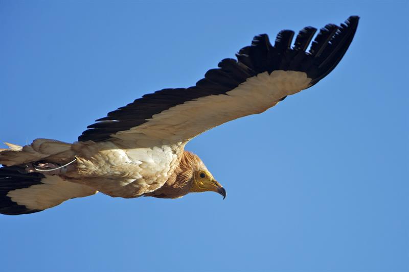 La recuperación del guirre canario ejemplo para el alimoche italiano