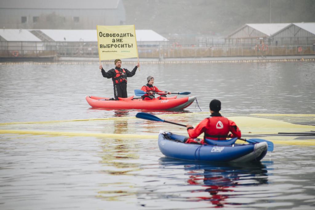 Científicos y artistas apoyan campaña de Greenpeace sobre plan recuperación