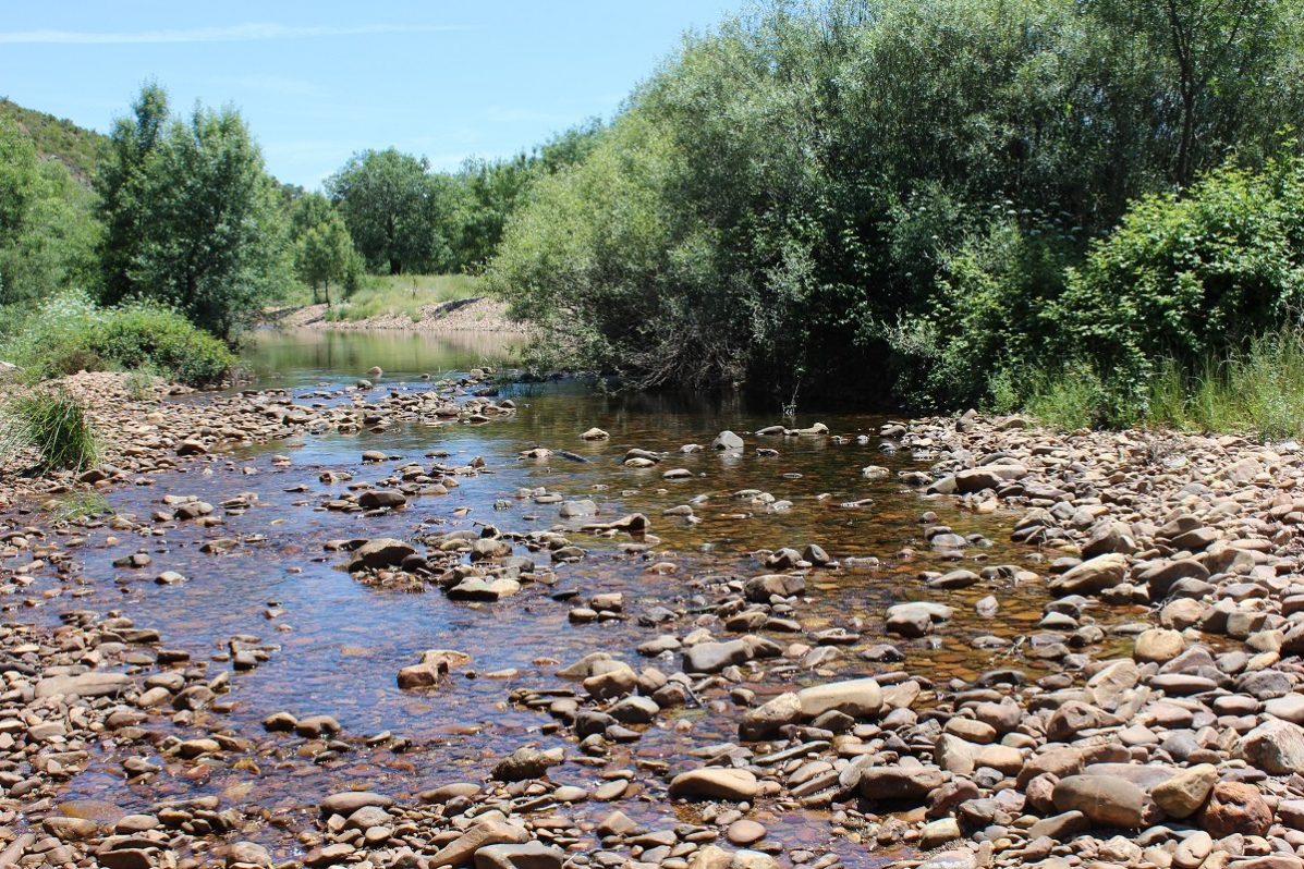 Los ecosistemas fluviales españoles, autopistas naturales de ...