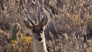 La taruka, una especie de ciervo en peligro de extinción