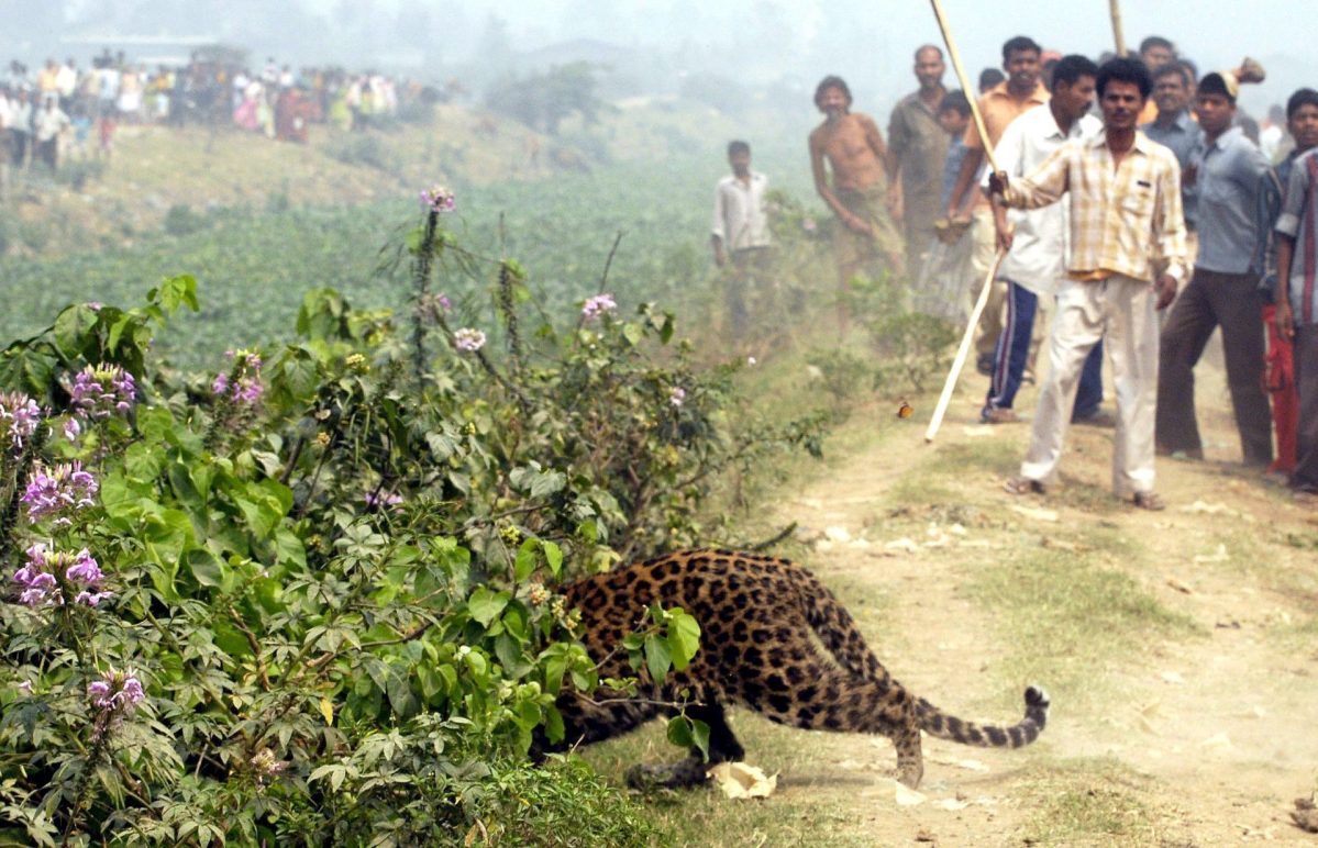 Un leopardo causa el pánico en una ciudad de la India - EFE Verde