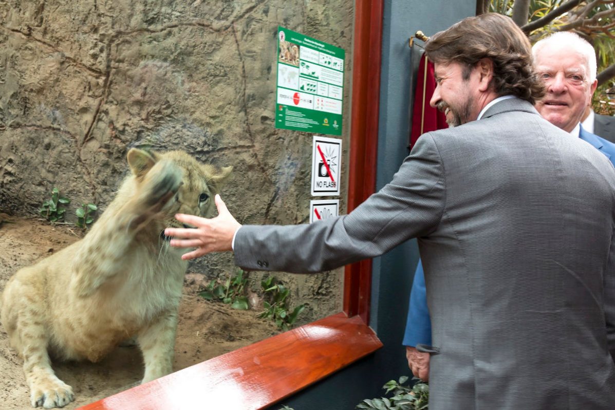 Tres crías de león de Angola llegan a Loro Parque