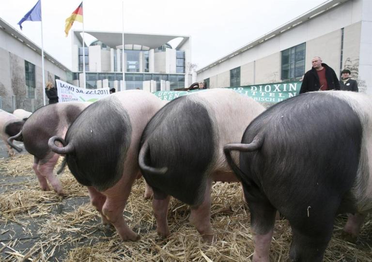 Informe AGtivist dice España vivió la mayor expansión de macrogranjas ...