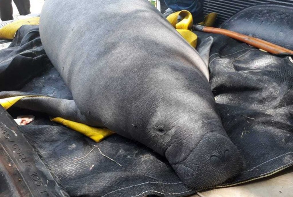 Un manatí reintegrado a su hábitat en México tras quedar varada - EFEverde