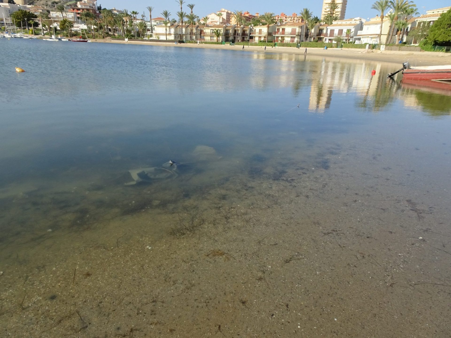 Surge la agricultura bajo plástico en la orilla del contaminado Mar Menor