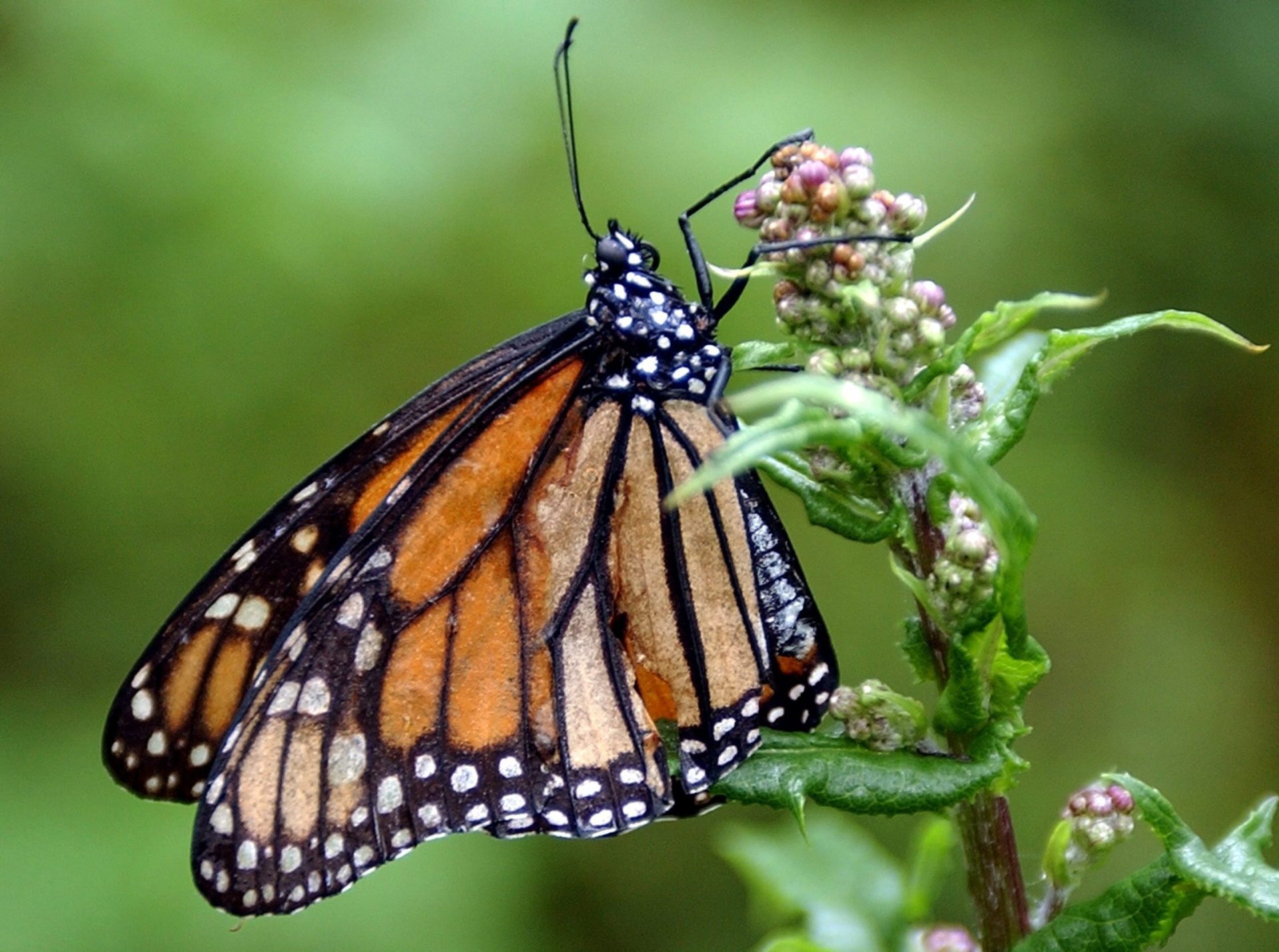 La mariposa monarca y la falta de asclepias en el norte de América ...