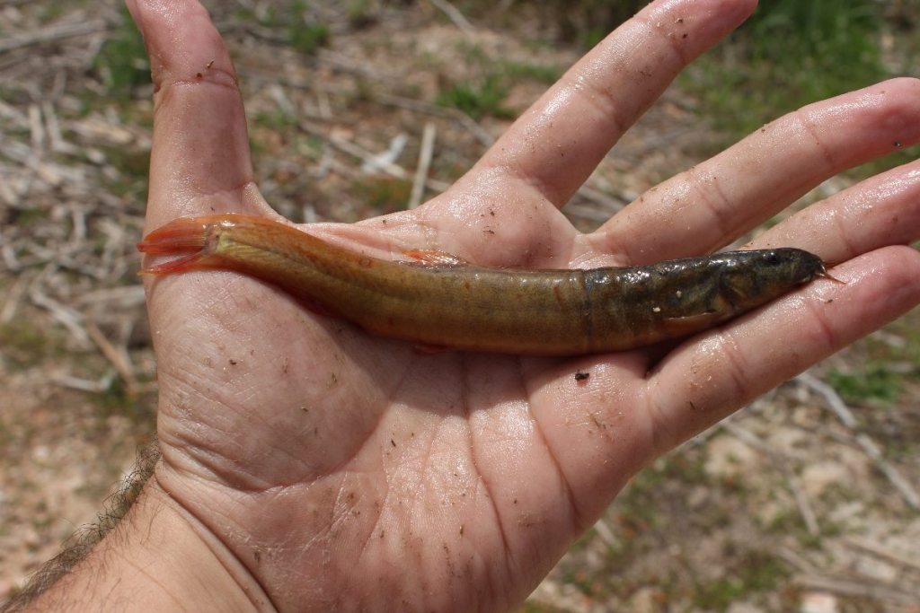 El misgurno, un pez invasor asiático, nuevo inquilino indeseado en l ...