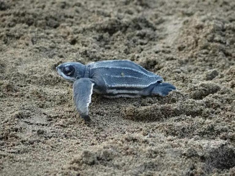 El número de nidos de tinglar en Puerto Rico alcanza un máximo histórico