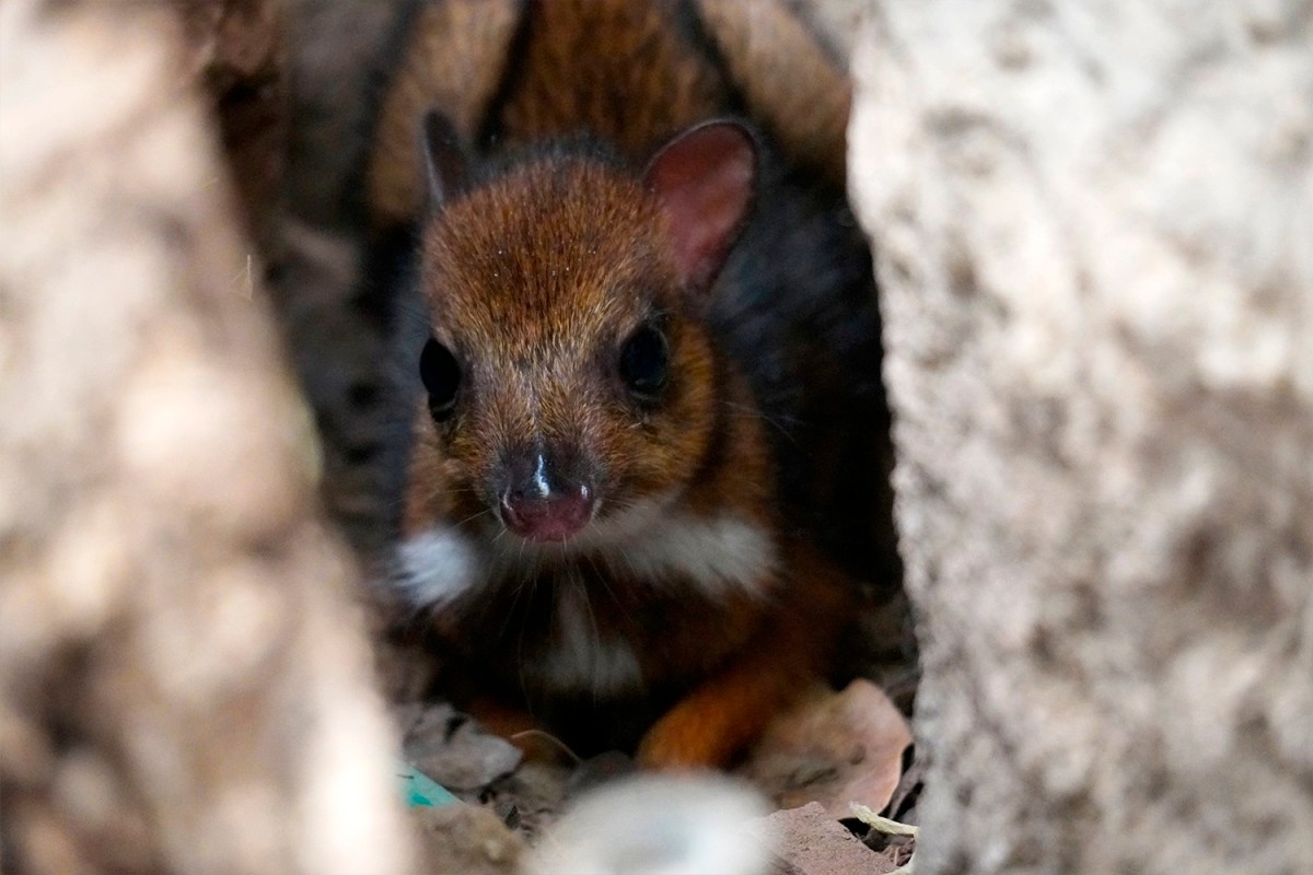 Nace un ciervo ratón del tamaño de un móvil en el Bioparc de Fuengirola