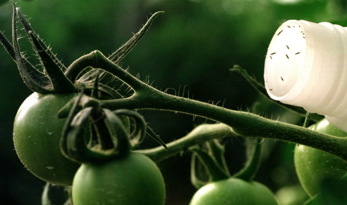 Trampas para insectos, opción ecológica que ahorra agua y uso de ...