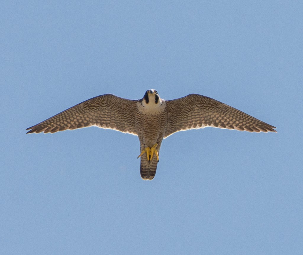Protegen un nido de halcón peregrino hallado en la ciudad de Lugo ...