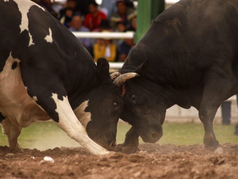 El toro de pelea de Perú: una historia de amor, tradición y acusaciones ...
