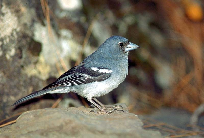 Un estudio propone al pinzón azul de Gran Canaria como nueva especie ...